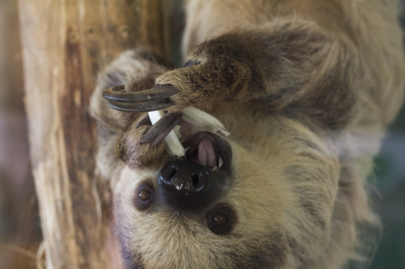 The Sloth Conservation Foundation - Play For Nature