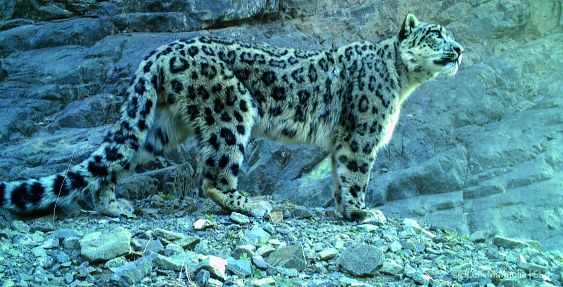 Snow Leopard Trust - Play For Nature