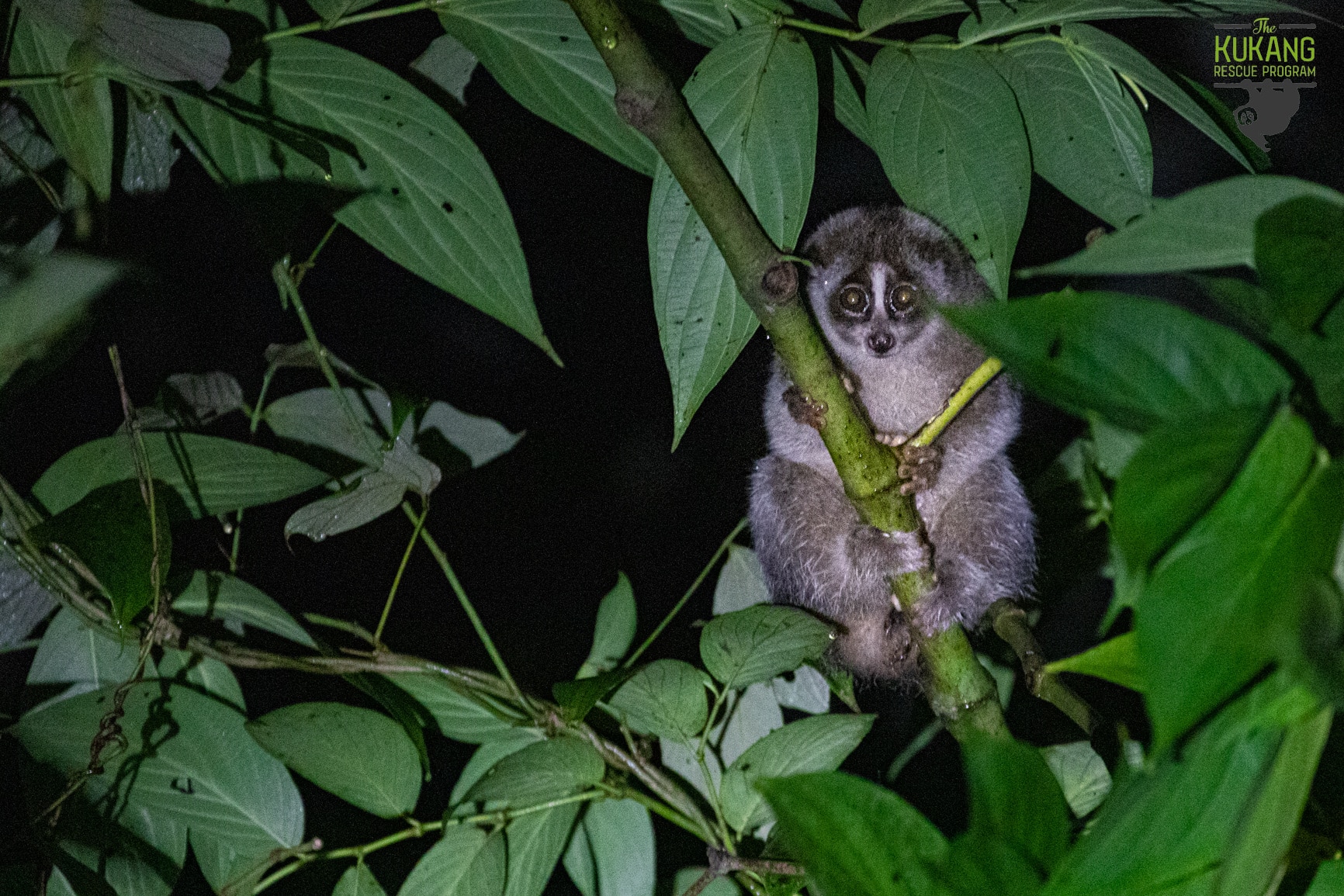 The Sloth Conservation Foundation - Play For Nature